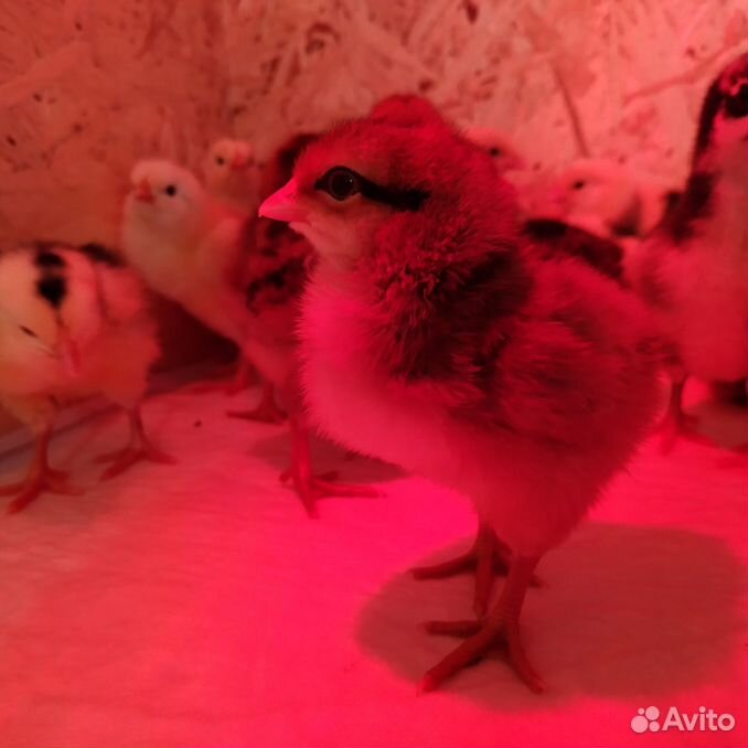 Цыплята суточные Билефельдер