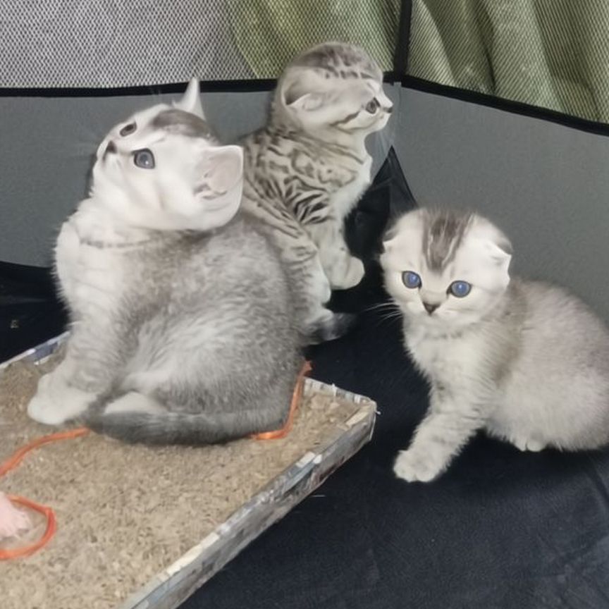 Шотландский вислоухий короткошёрстный котёнок