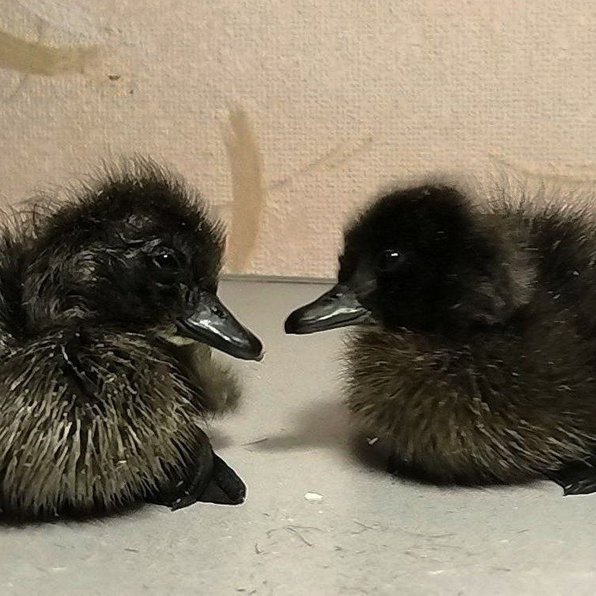 Утёнок каюга