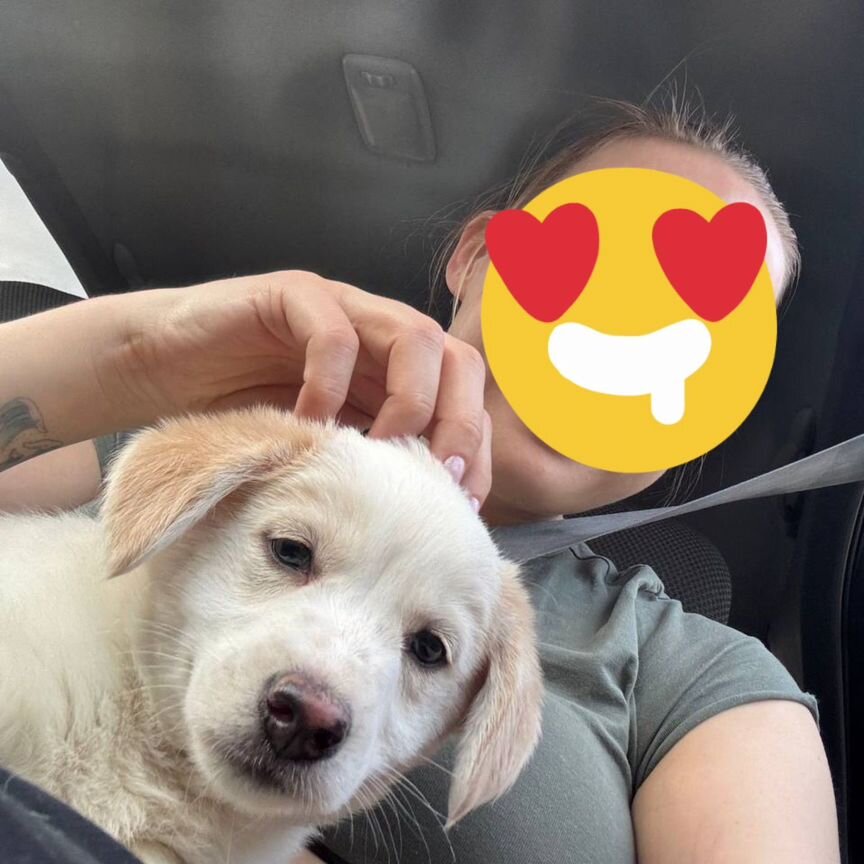 Щенок маленькой собаки в добрые руки