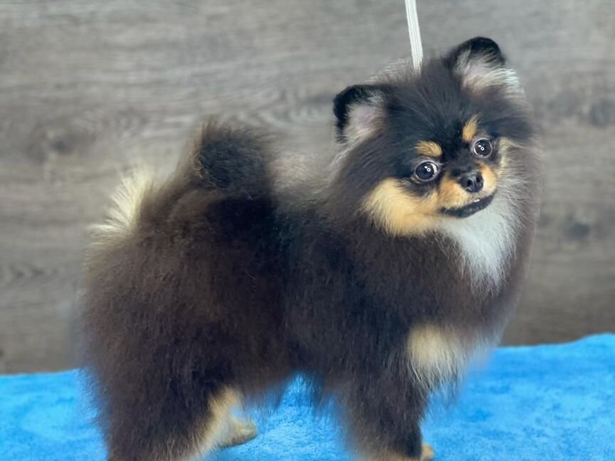 Померанский шпиц медвежьего типа