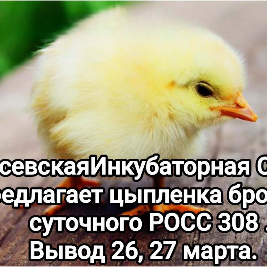 Цыплята бройлеры,индюшата суточные