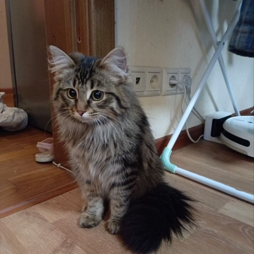 Кошечка