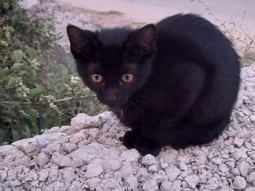 Черныша завезли,пристраиваю