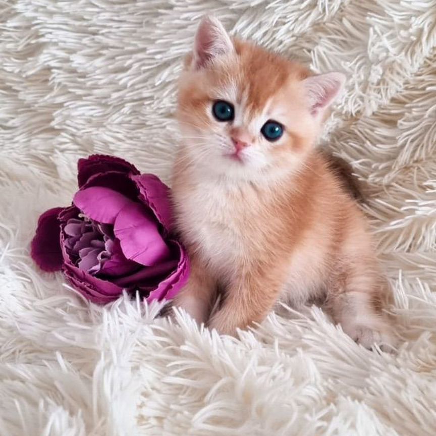 Кошка золотая шиншилла