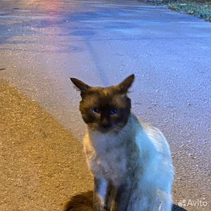 Кошка сиамская градиентный окрас