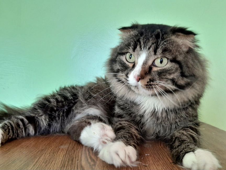 Классный кот ищет дом