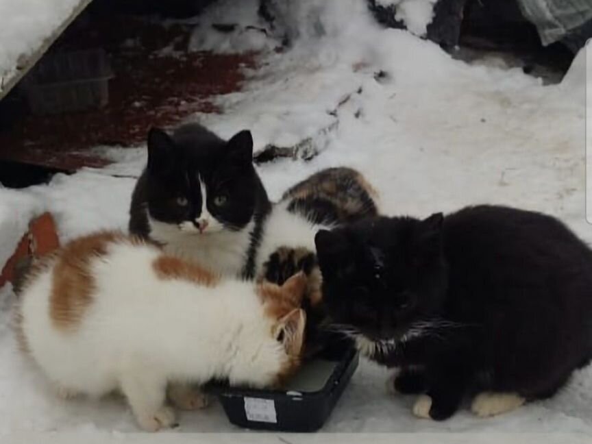 Котята с мороза