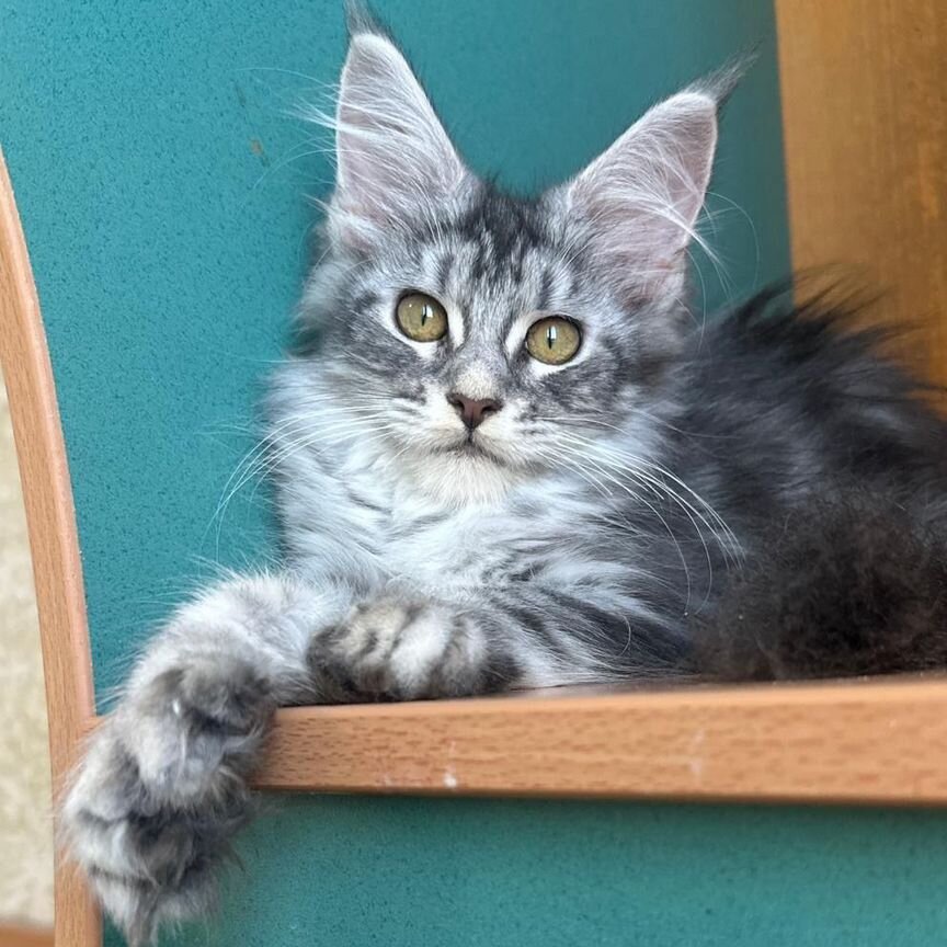 Мейн-кун котёнок