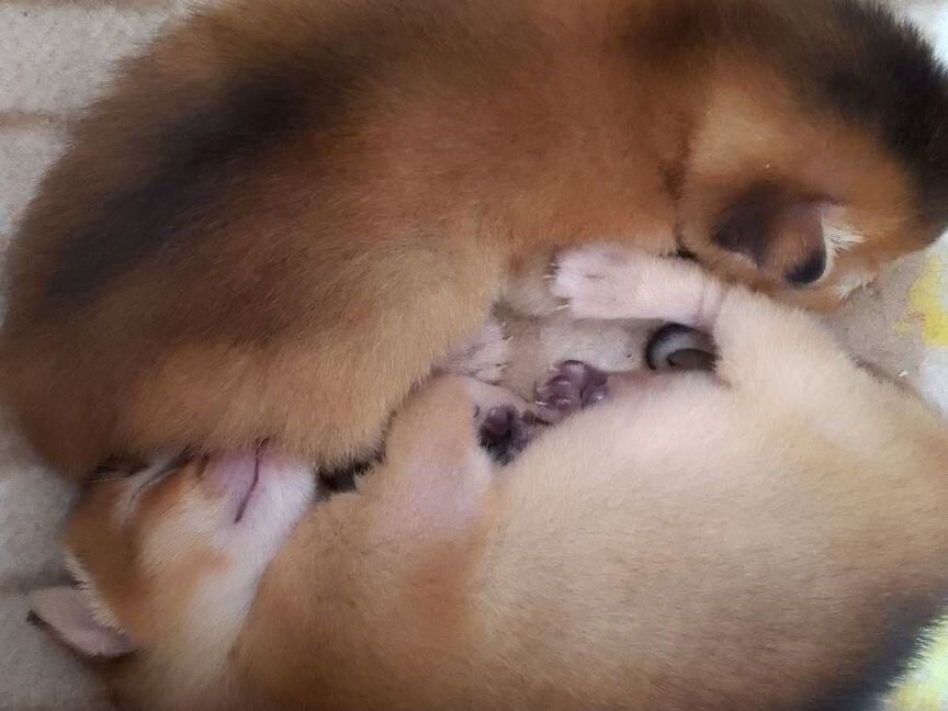 Абессийские котята