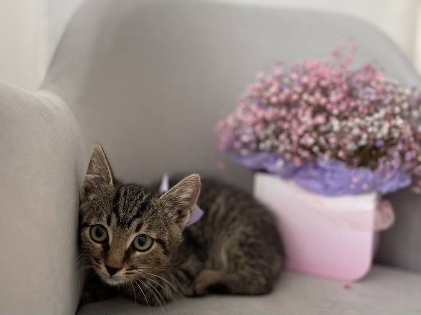 Котенок Тигра