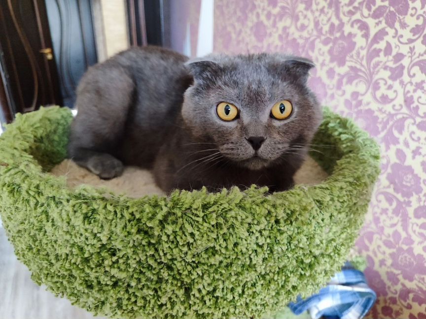 Кошки