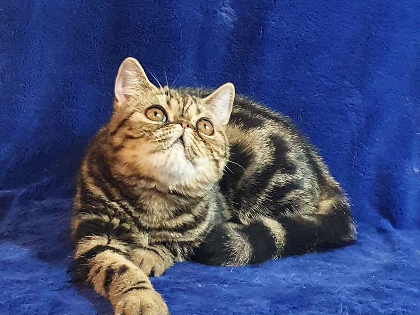 Тата, девочка-подросток