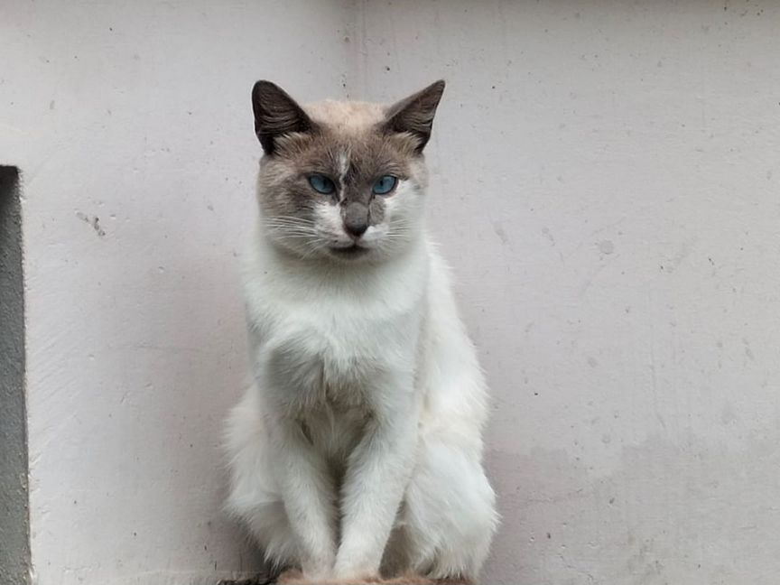 Кот в добрые руки