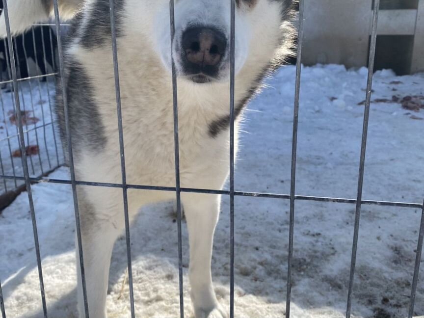 Хаски в добрые руки