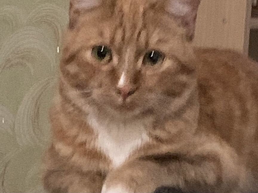 Кошка Серафима ищет котика для вязки