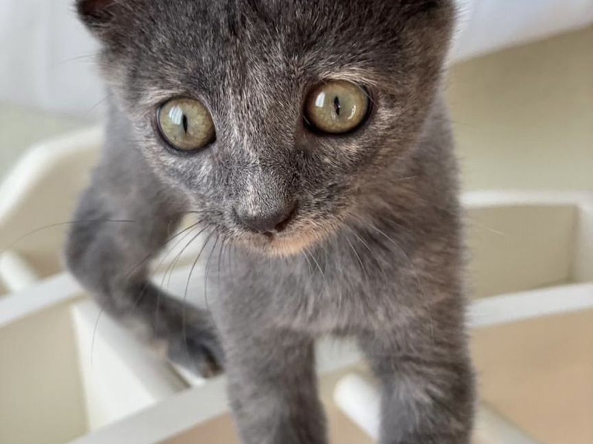 Загляни в глаза Лилу