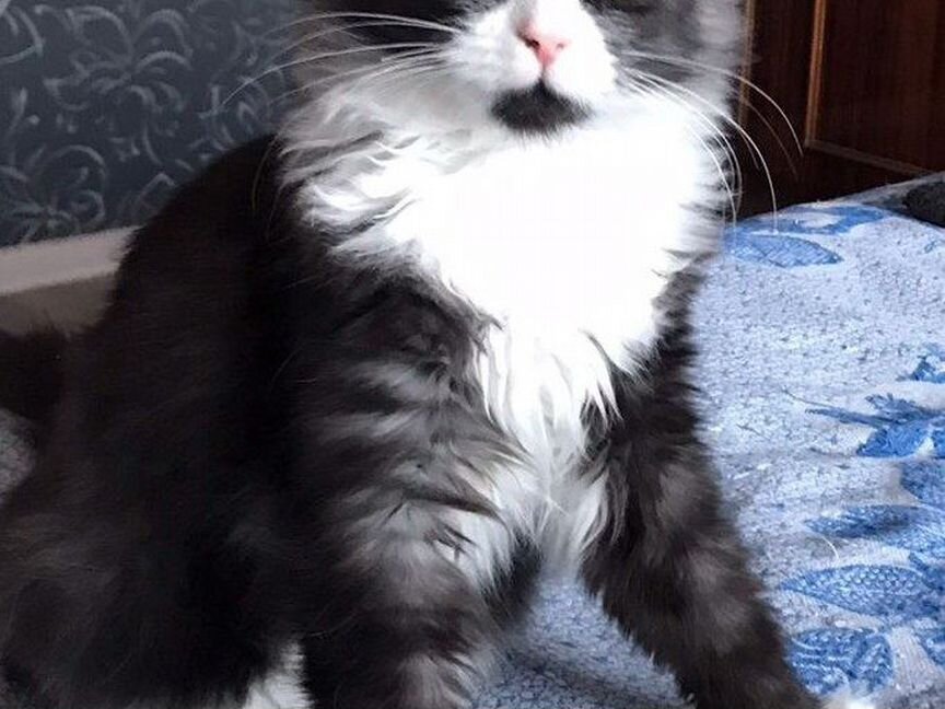 Красавчик Мишаня в добрые ручки