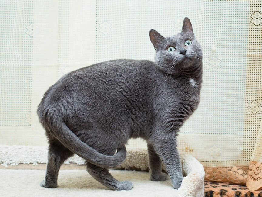 Британская кошка кот котенок котята