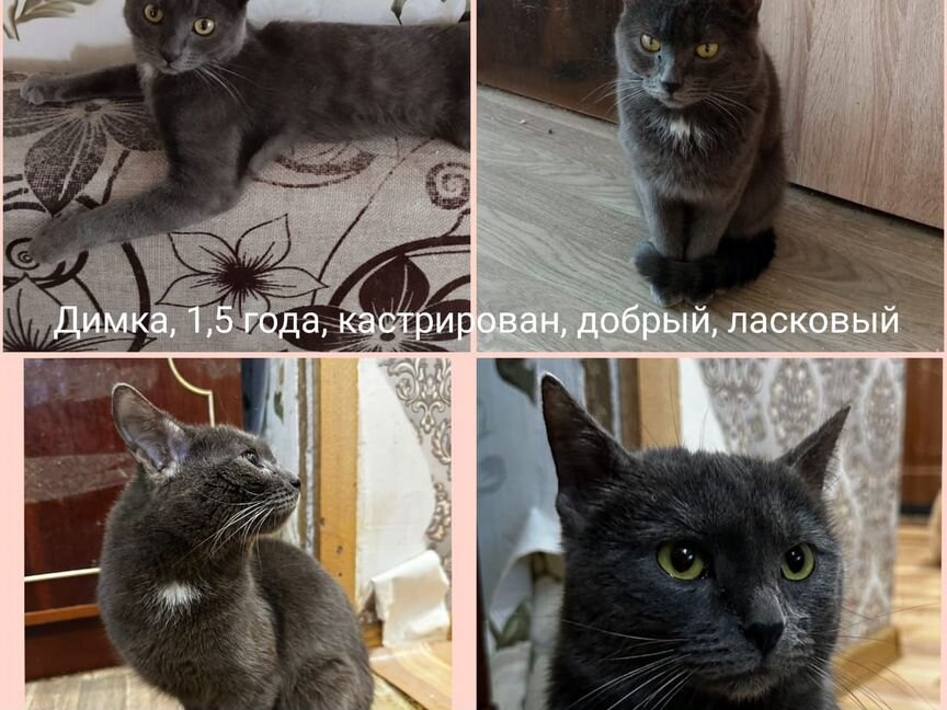 Бесплатно. Кошки одни