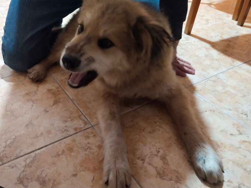 Щенок-пушистик предлагает лапу и преданное сердце