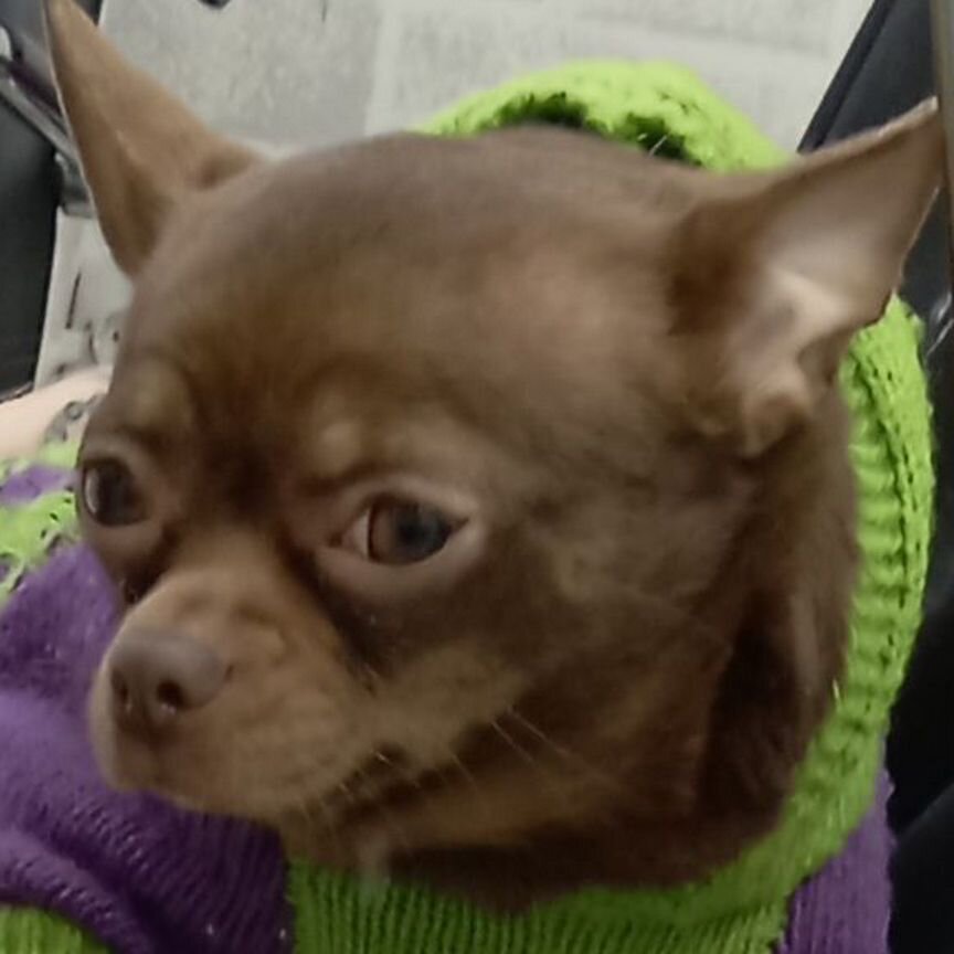 Вязка чихуахуа девочка