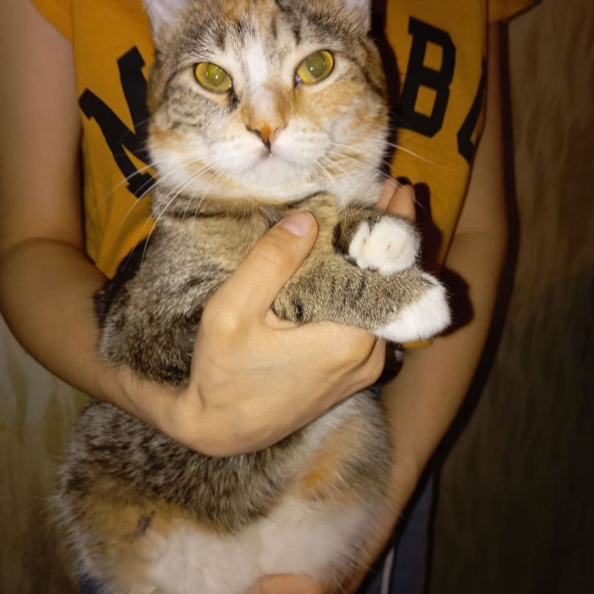 Кошка мышеловка