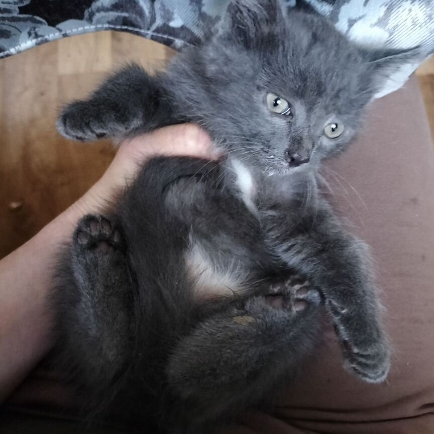 Кошечка