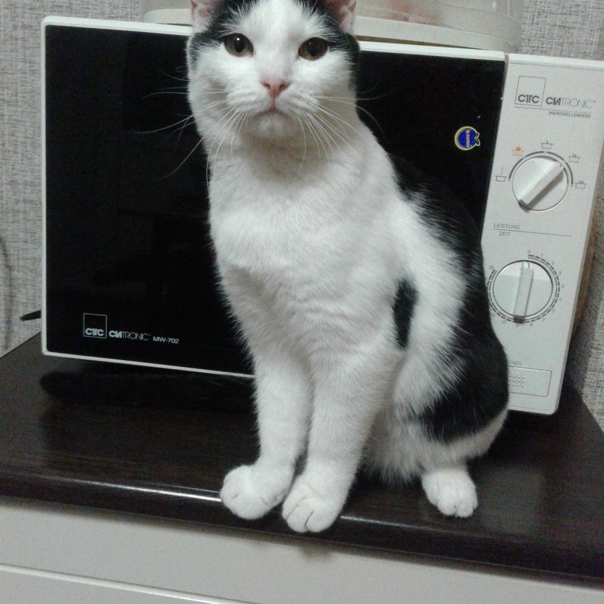 Молодой котик в добрые руки