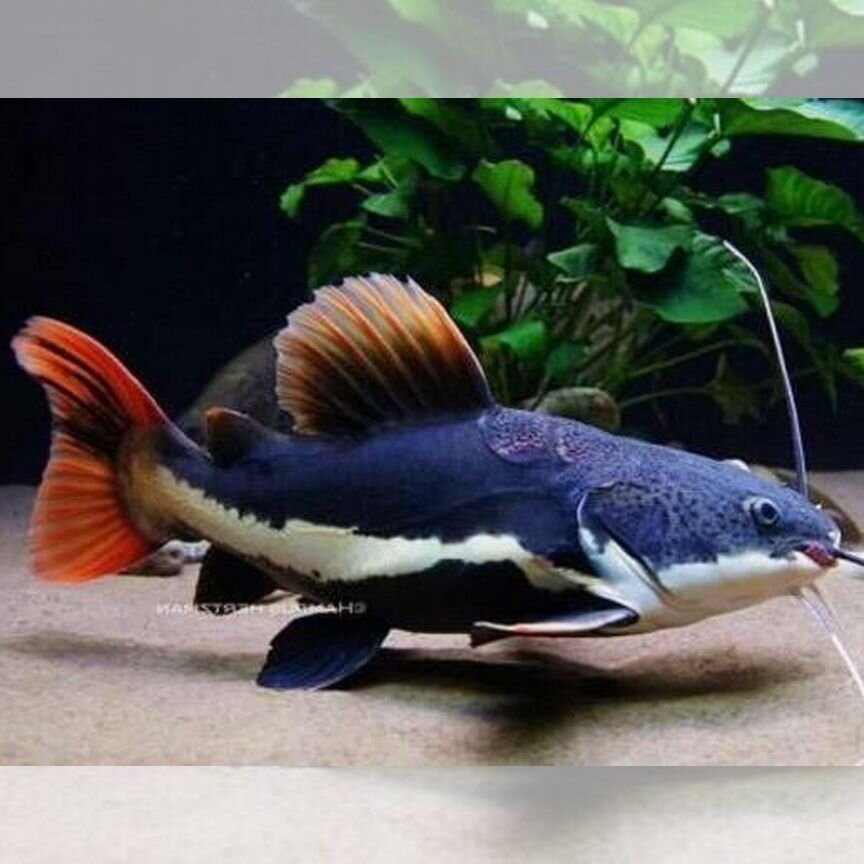 Сомы краснохвостные