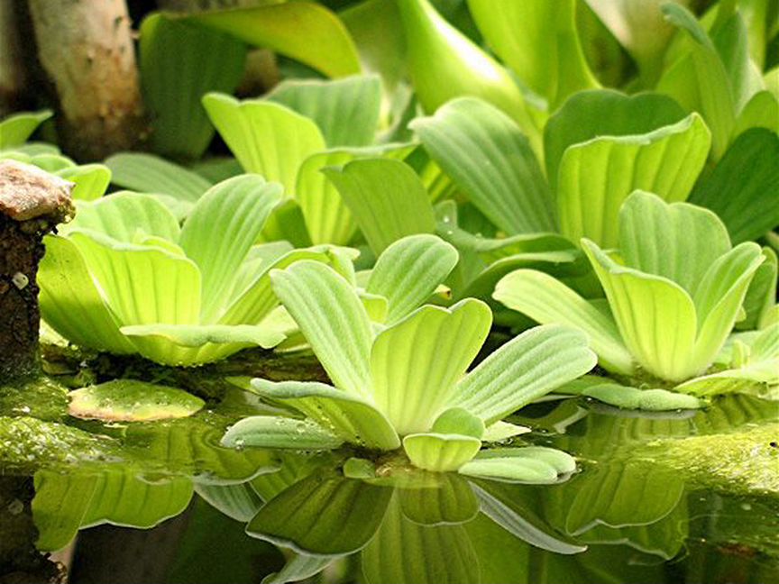 Пистия (Pistia stratiotes)