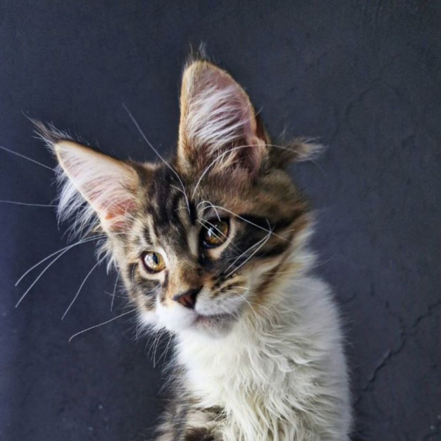 Бpyтaл котенок мейн кун
