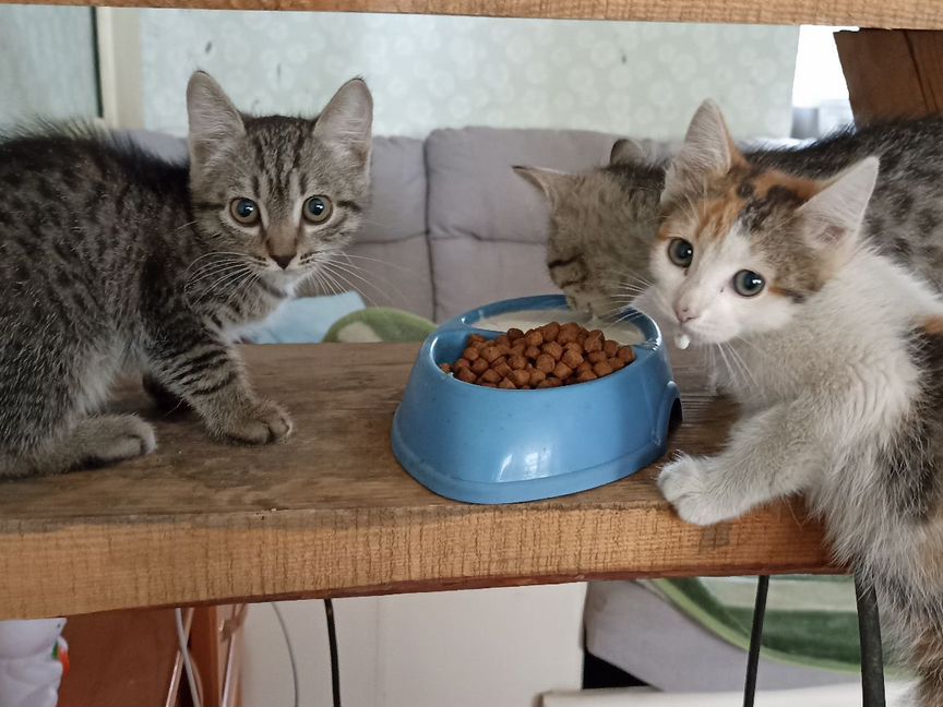 Котята от мамы мышеловки крысоловки