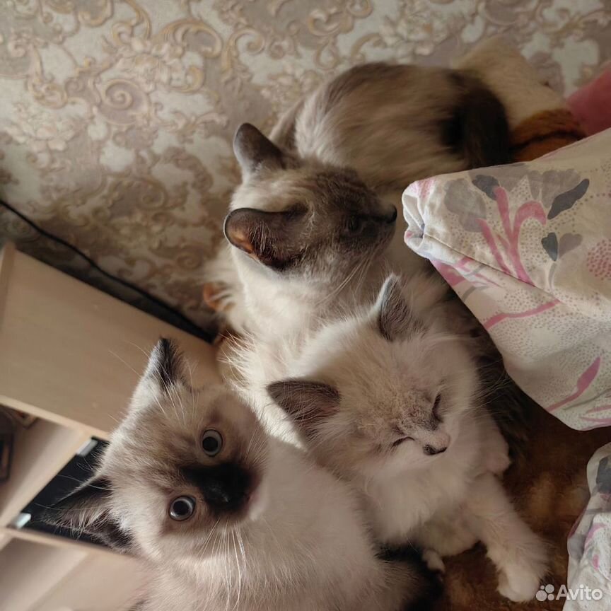 Отдам бесплатно котенка