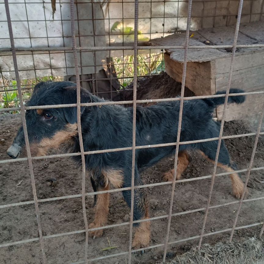 Немецкий охотничий терьер