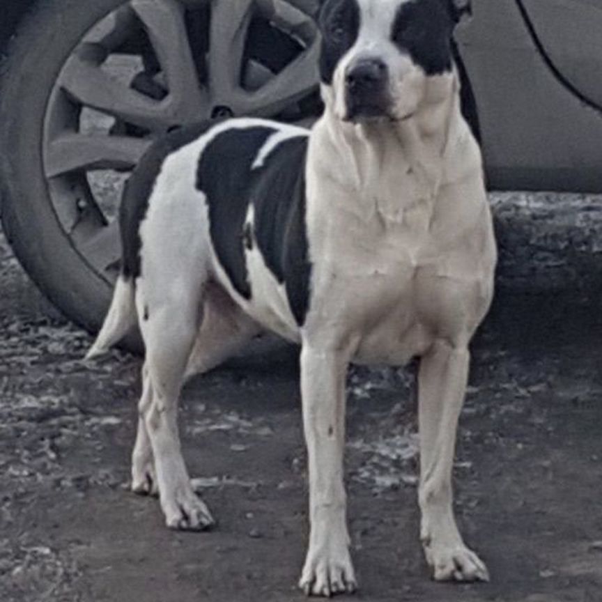 Американский стаффордширский терьер, взрослый пёс