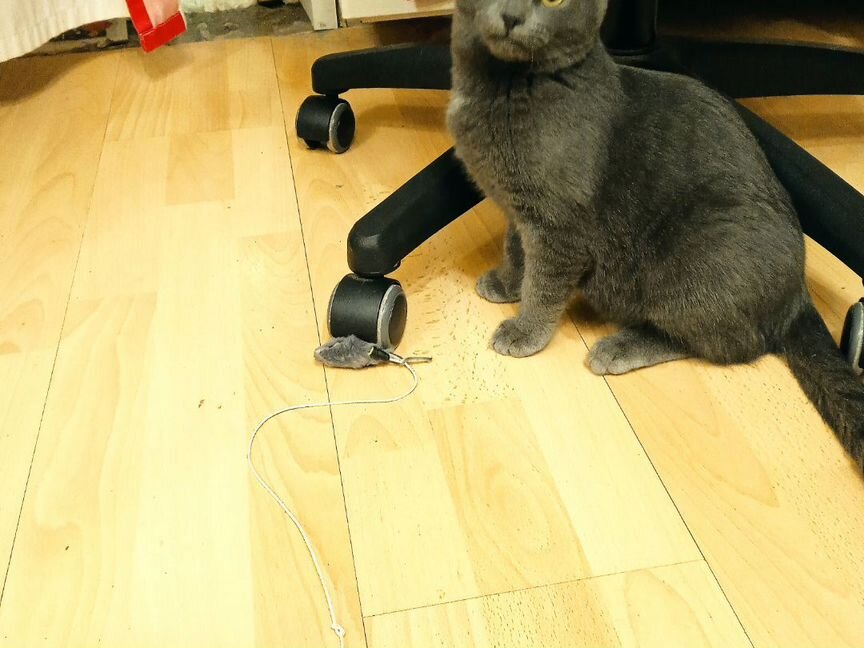 Котенок мальчик серый