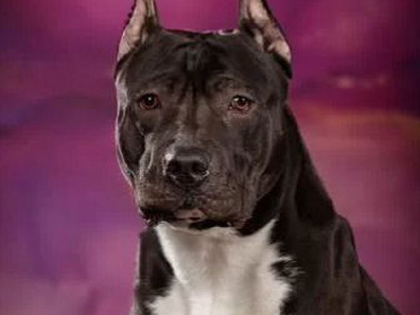 Американский Стафордширский Терьер The Best Puppi