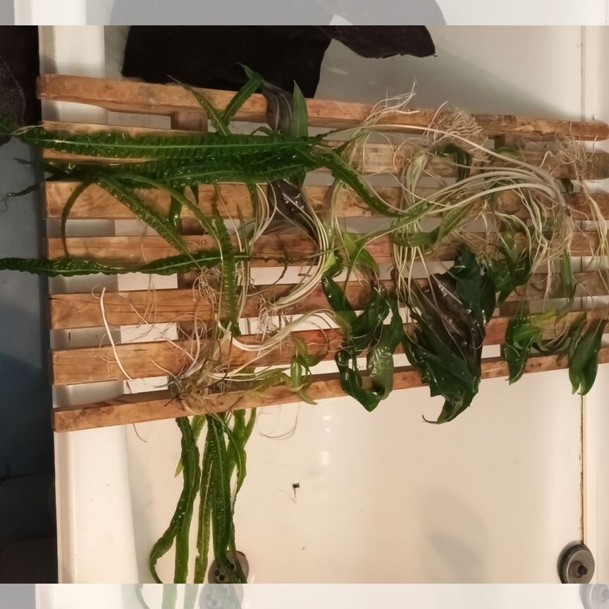 Аквариумное растение