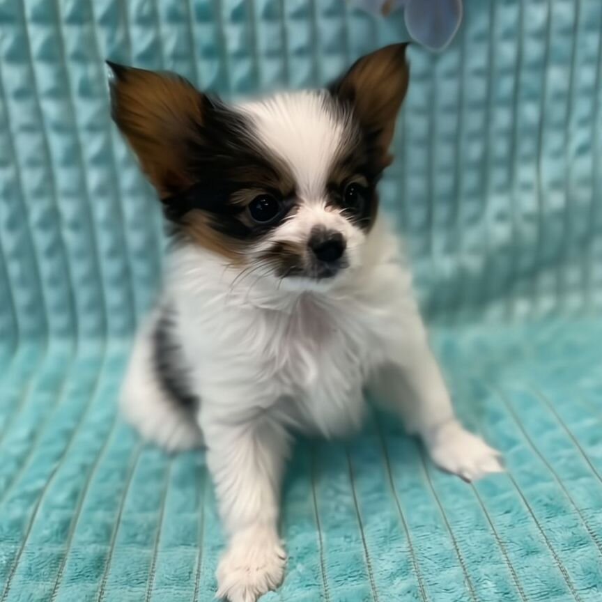 Континентальный той-спаниель папильон, щенок