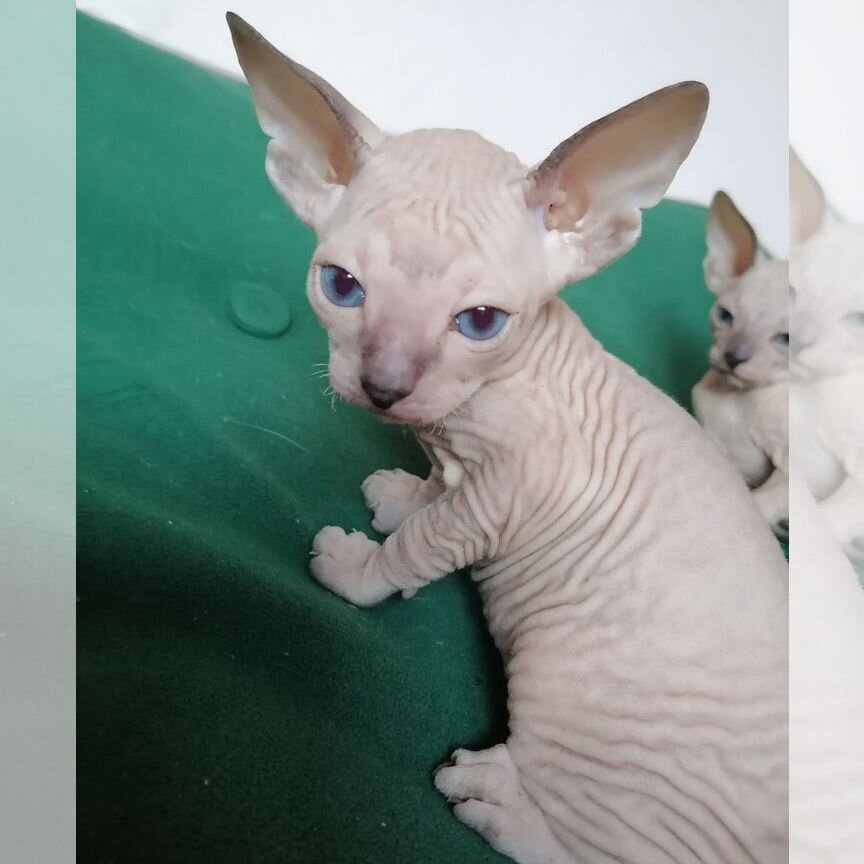 Донской сфинкс котёнок