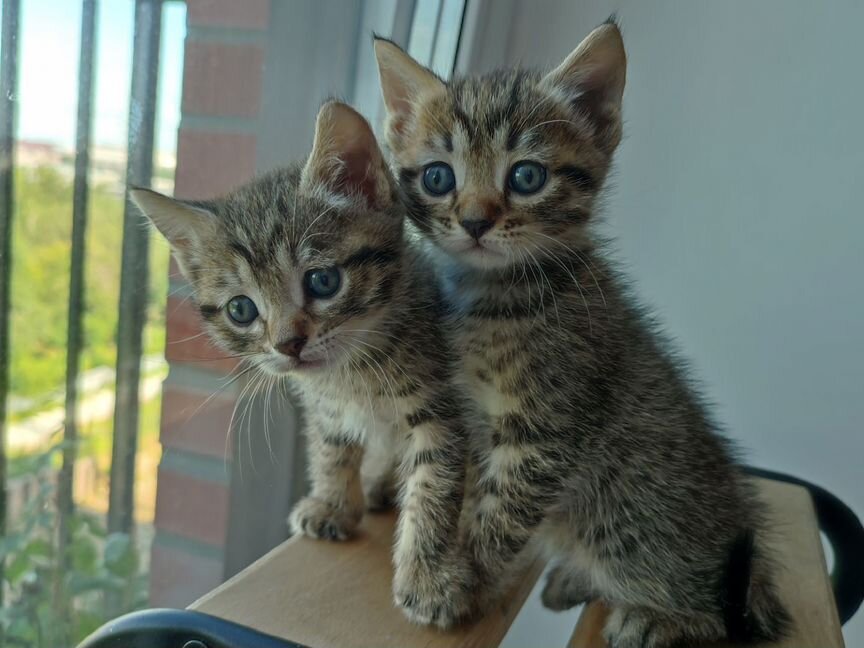 Котята мальчики-близняшки