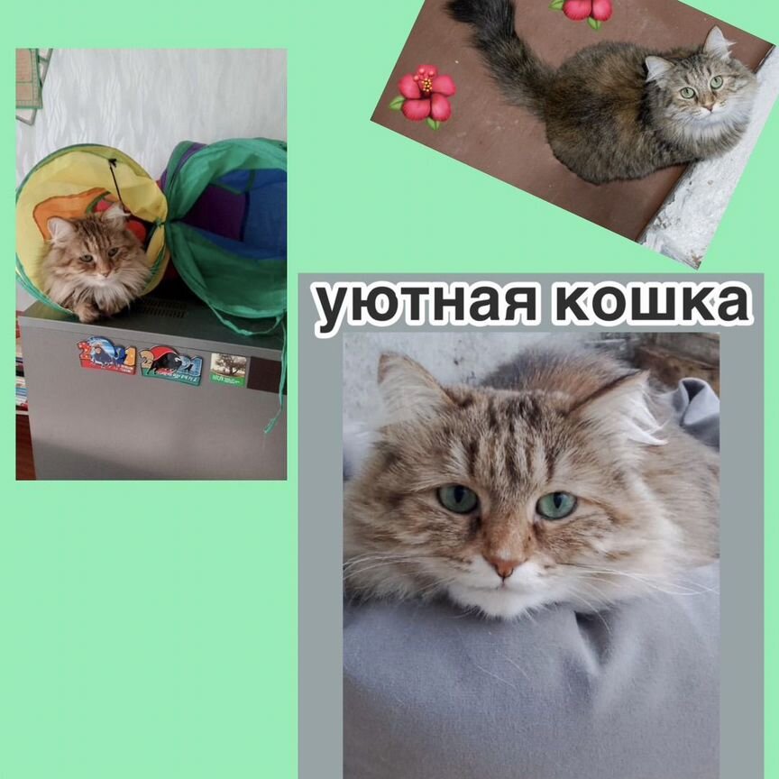 Самая лучшая кошка