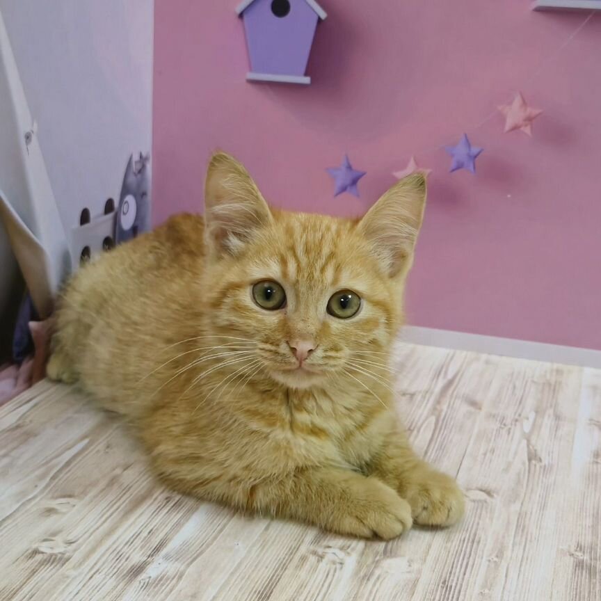 Котенок в добрые руки