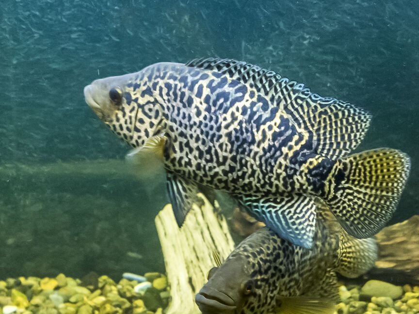 Пара манагуанских цихлазом