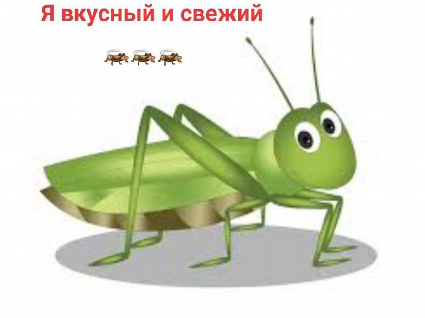Сверчки кормовые в заморозке без лап итд
