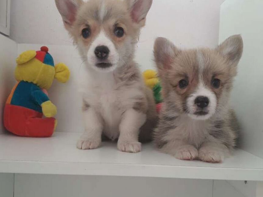 Щенки коржики, можно забирать