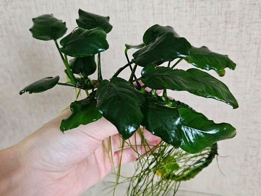 Анубиас Бартера