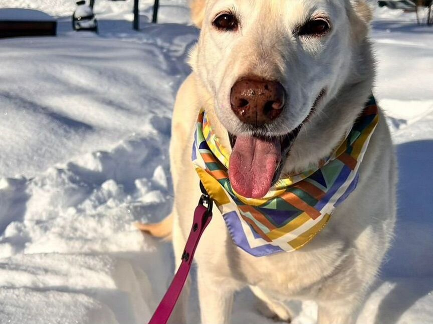 Собака в добрые руки