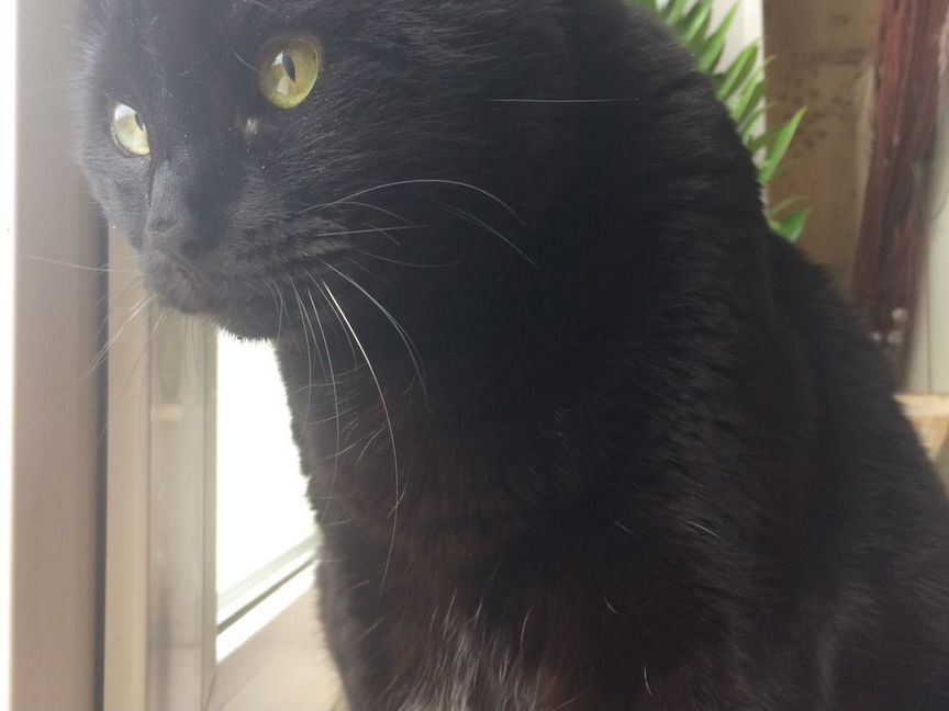Кот